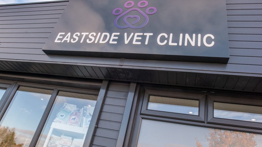 Home - Northern Ireland Veterinary Today