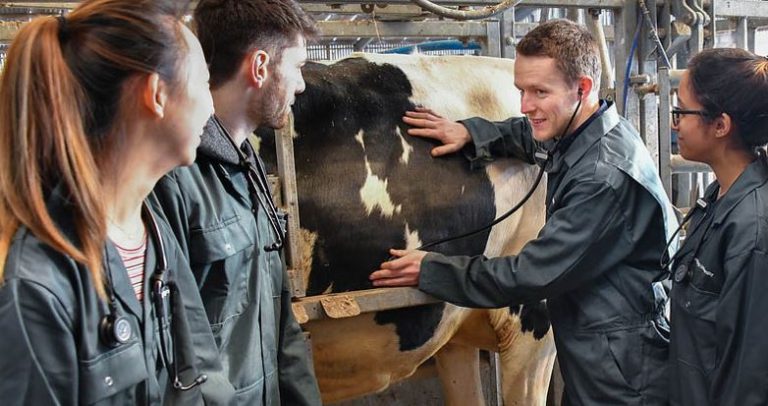 Wales gets its first veterinary school - Northern Ireland Veterinary Today