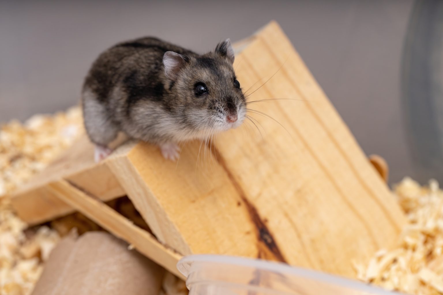 RVC study sheds light on hamster health problems - Northern Ireland ...