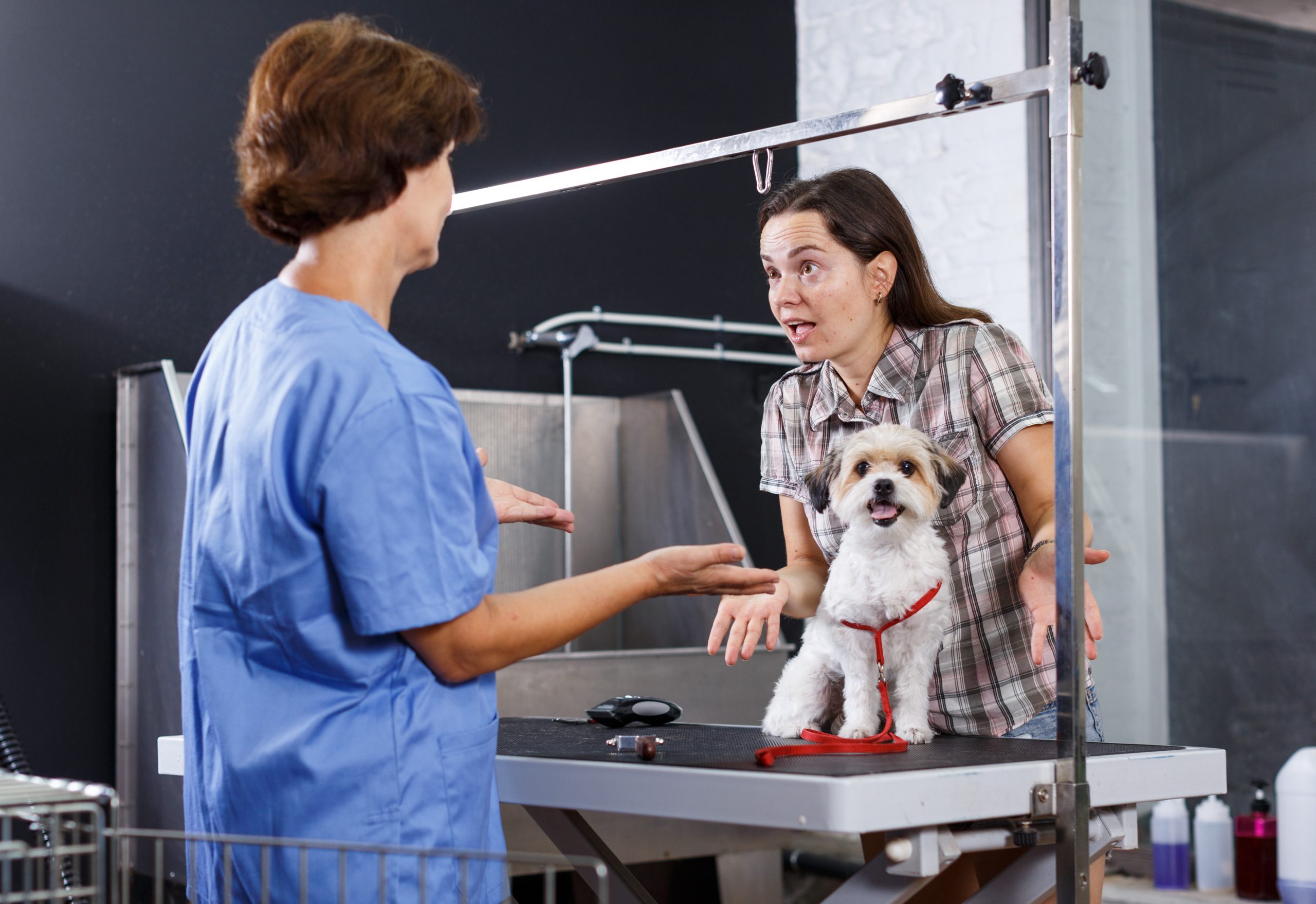 Rude Pet Owners May Cause Vets To Rethink Careers Northern Ireland