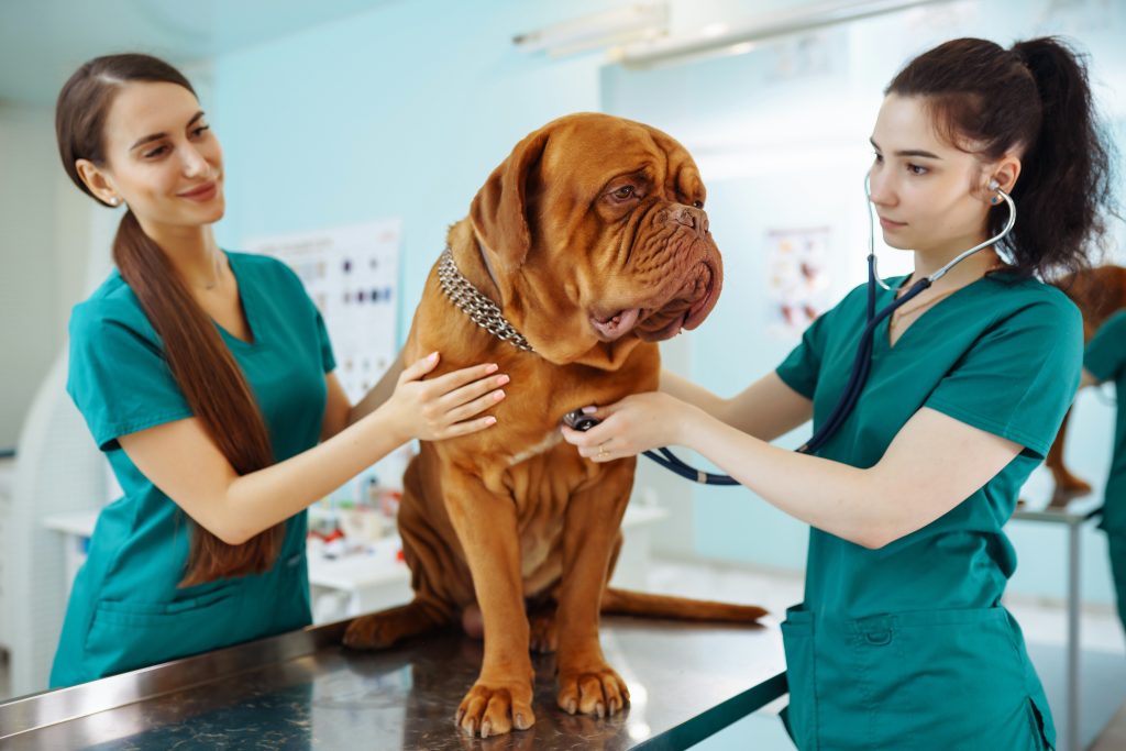 CVS Group unveils new nursing career pathway - Northern Ireland ...
