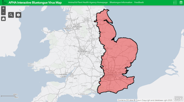 Bluetongue (BTV3) – Update from DAERA - Northern Ireland Veterinary Today