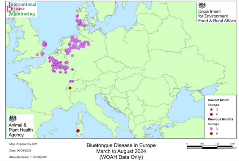 Bluetongue (BTV3) – Update from DAERA - Northern Ireland Veterinary Today
