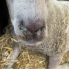 Bluetongue (BTV3) – Update from DAERA - Northern Ireland Veterinary Today