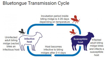 Bluetongue (BTV3) – Update from DAERA - Northern Ireland Veterinary Today