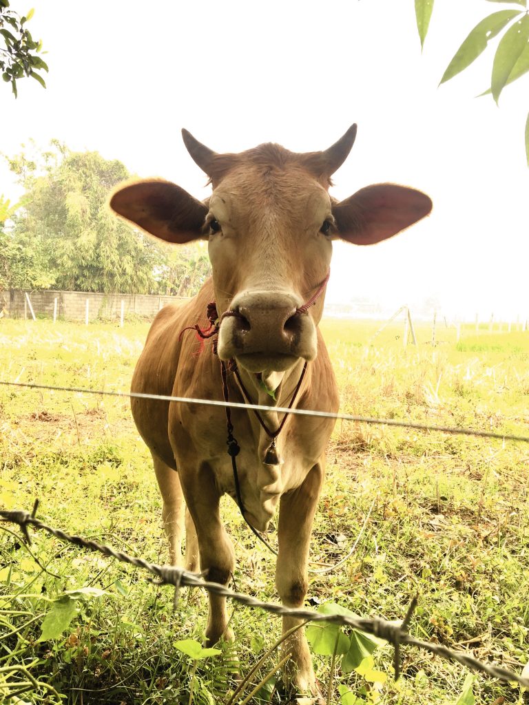 Launch of the next phase of the Bovine Genetics Project welcomed ...